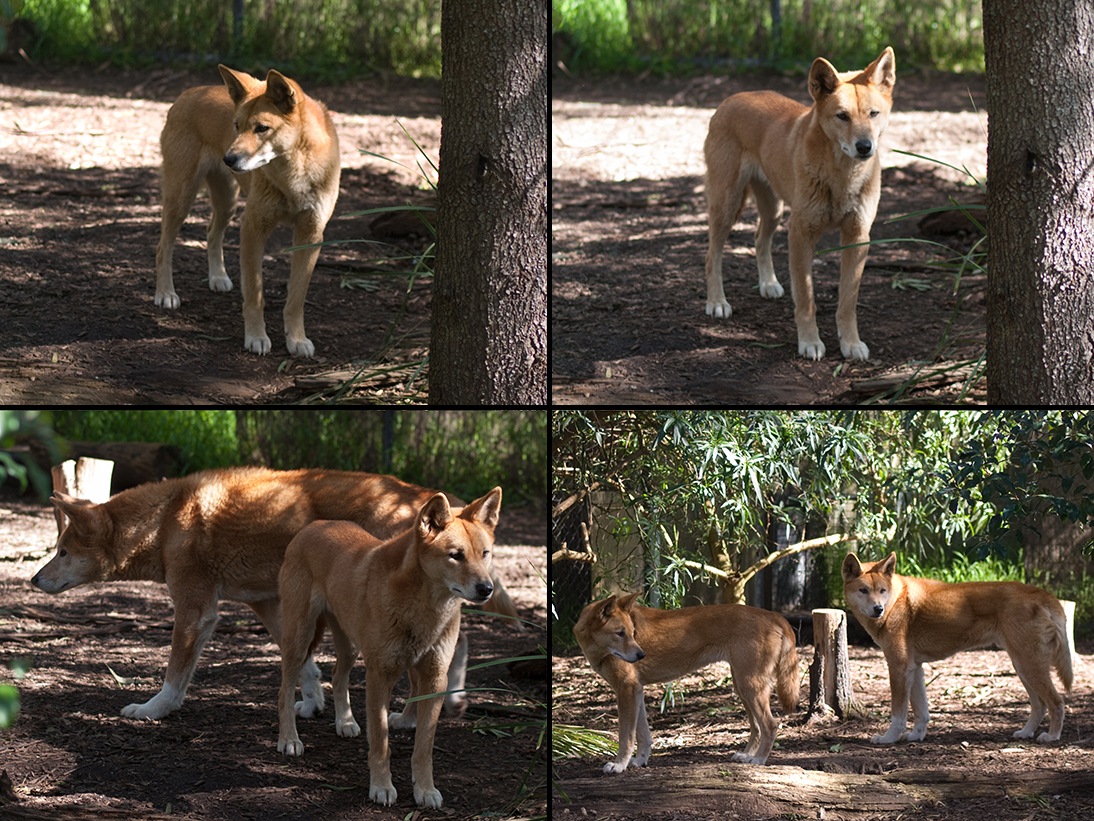 Australian Dingo Pack