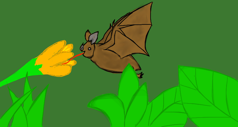 Common Hummingbat by ZoologicalBotanist on DeviantArt
