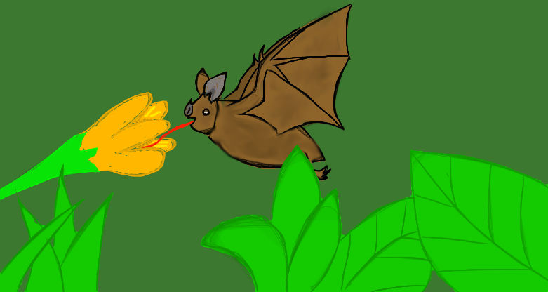 Common Hummingbat by ZoologicalBotanist on DeviantArt