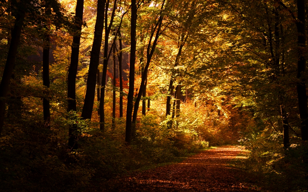 Lonely autumn walk Wallpaper by JoInnovate on DeviantArt