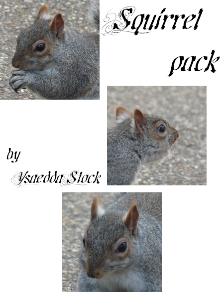 Squirrel pack 1 by YsaeddaStock on DeviantArt