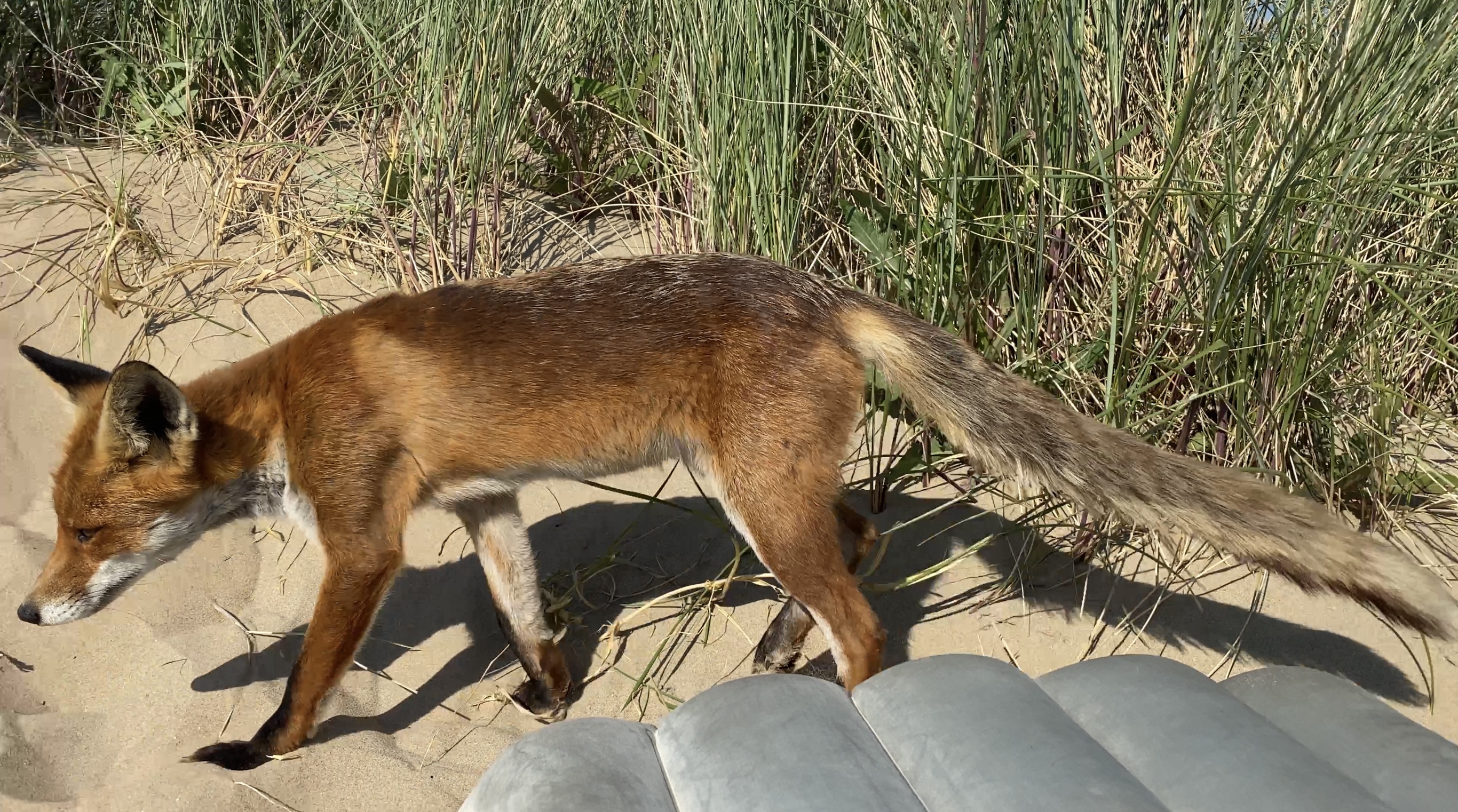 Little red fox. by Reint-van-Dijk on DeviantArt