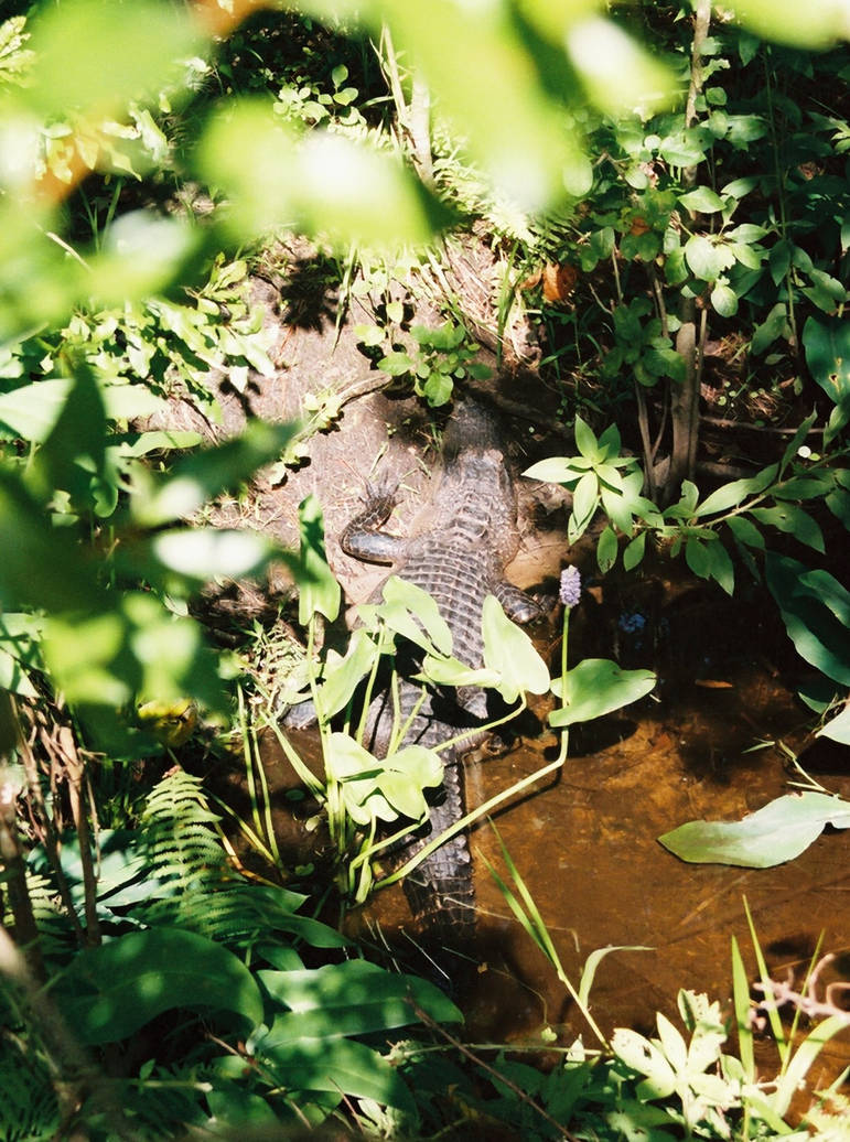 Ally Gator by JaredPLNormand on DeviantArt