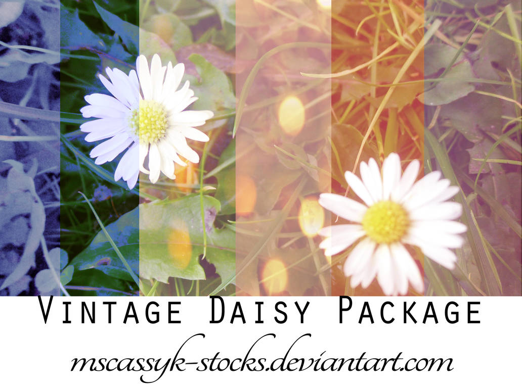 Vintage Daisy Flower Package by MsCassyK-Stocks on DeviantArt