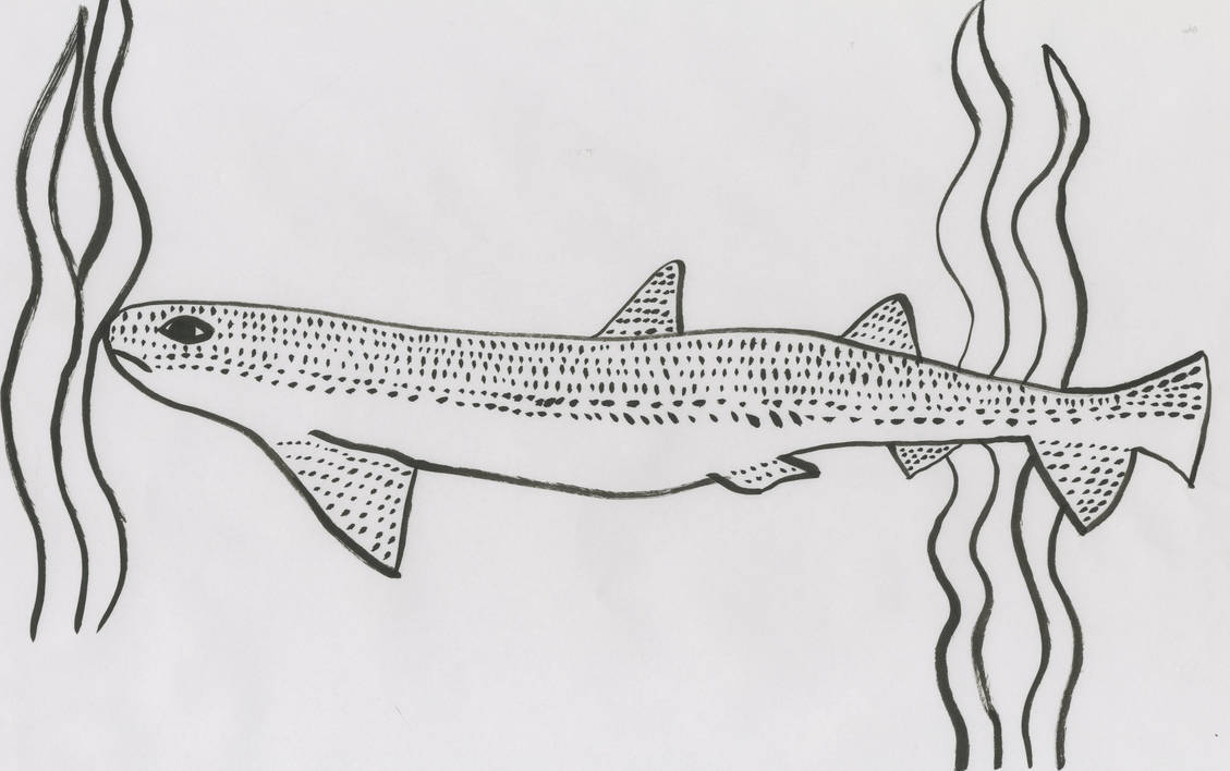 Lesser Spotted Dogfish by HachimakiX23 on DeviantArt