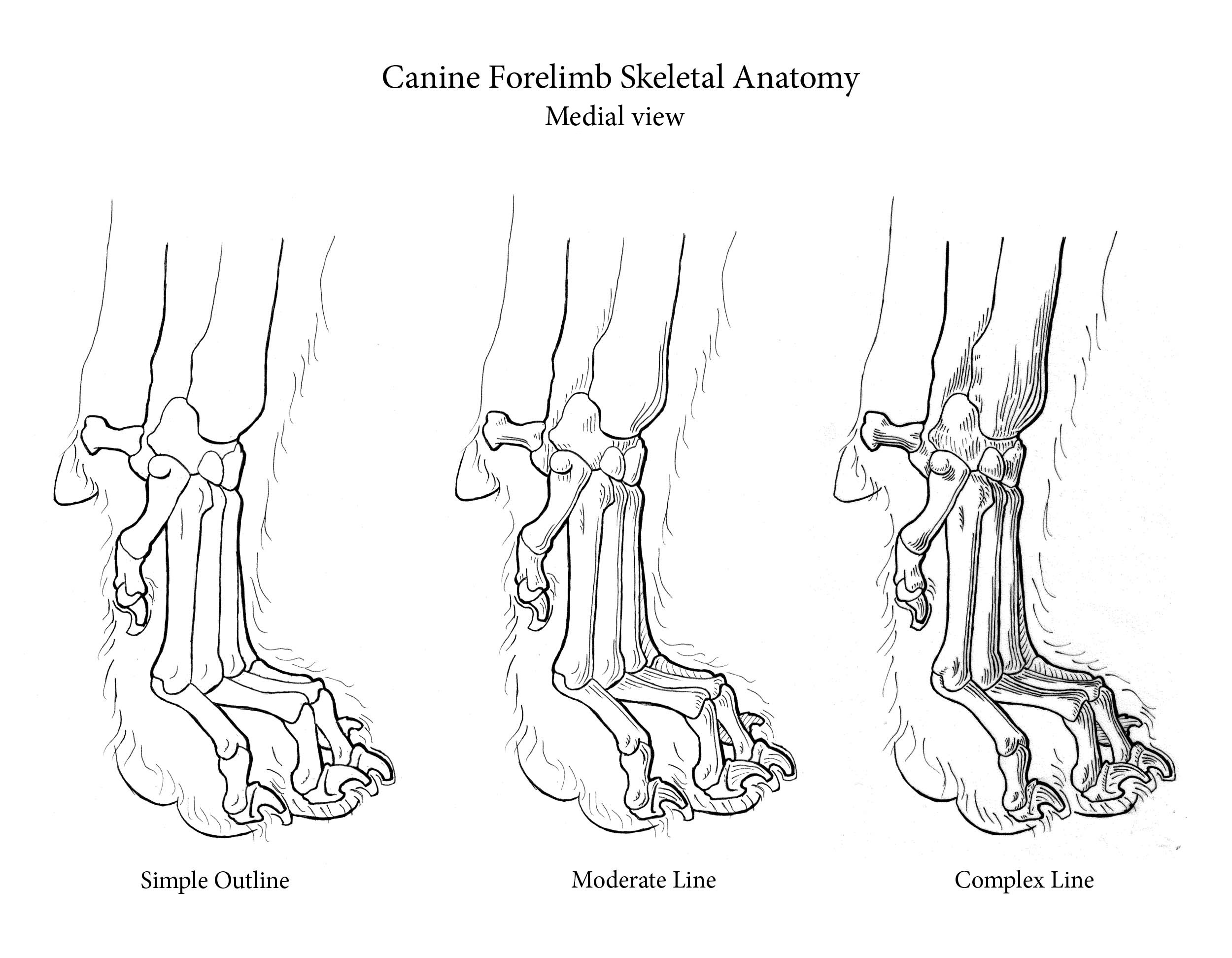 Paw Bones By Elizabethnixon On DeviantArt