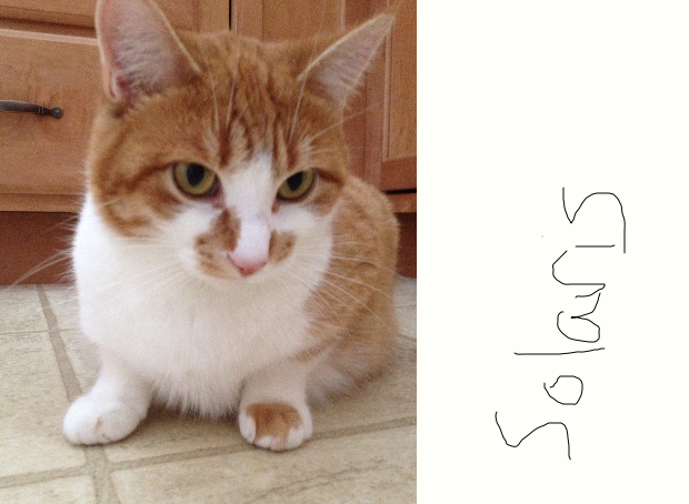 My cat Solaris by StormieSky on DeviantArt