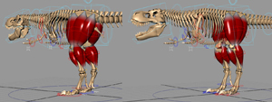 T.rex muscle system test animation by joel3d on DeviantArt