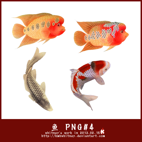 Fishes PNG by Kmhwhitney on DeviantArt
