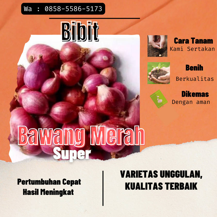 Bawang Super by Jualbibitbawangmerah on DeviantArt