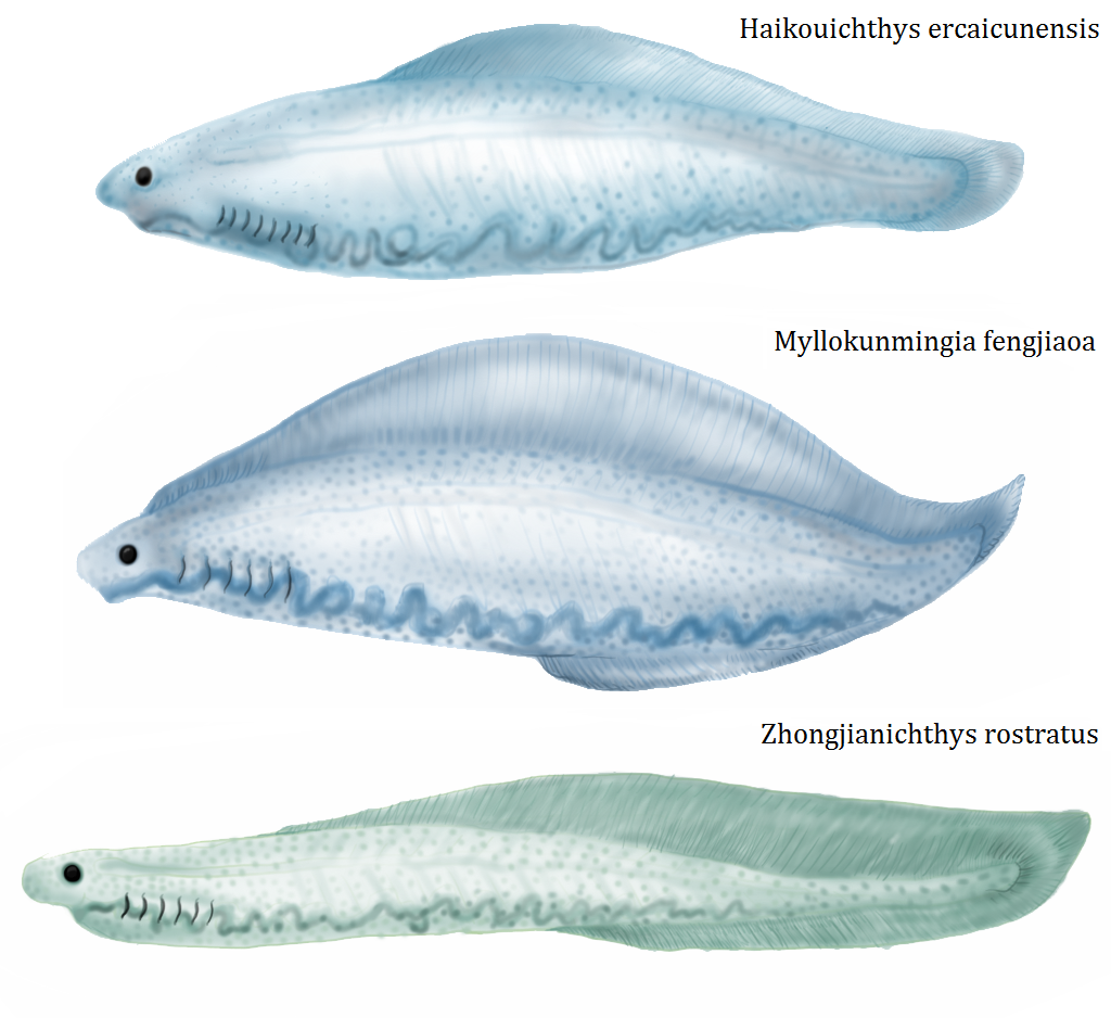 Myllokunmingiidae by KirbyniferousRegret on DeviantArt