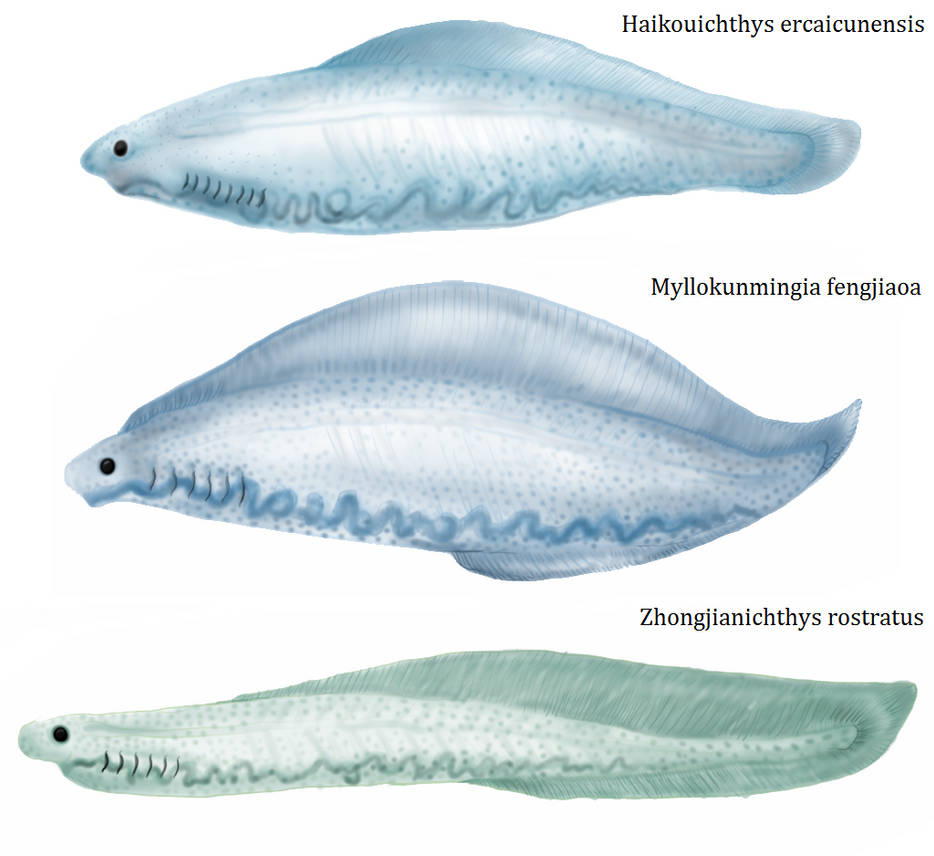 Myllokunmingiidae by KirbyniferousRegret on DeviantArt