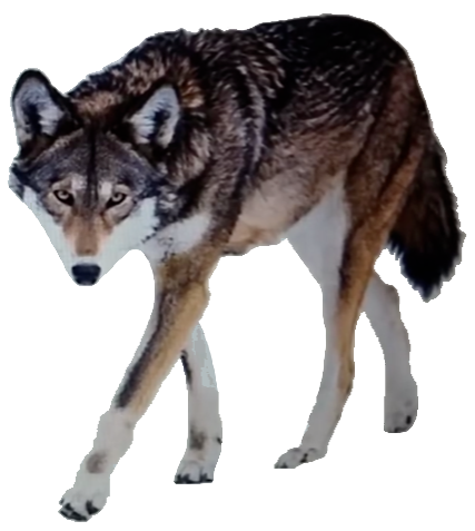 Thomas the Wolf (PNG) by jacobstout on DeviantArt