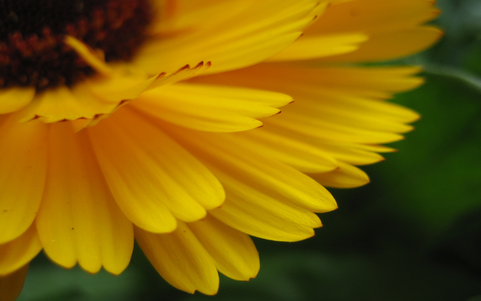 Yellow Beauty by Michel8170 on DeviantArt