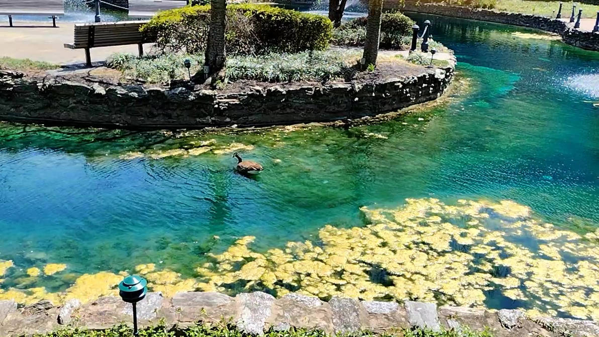 Salus University Pond video by David-A-Wagner on DeviantArt