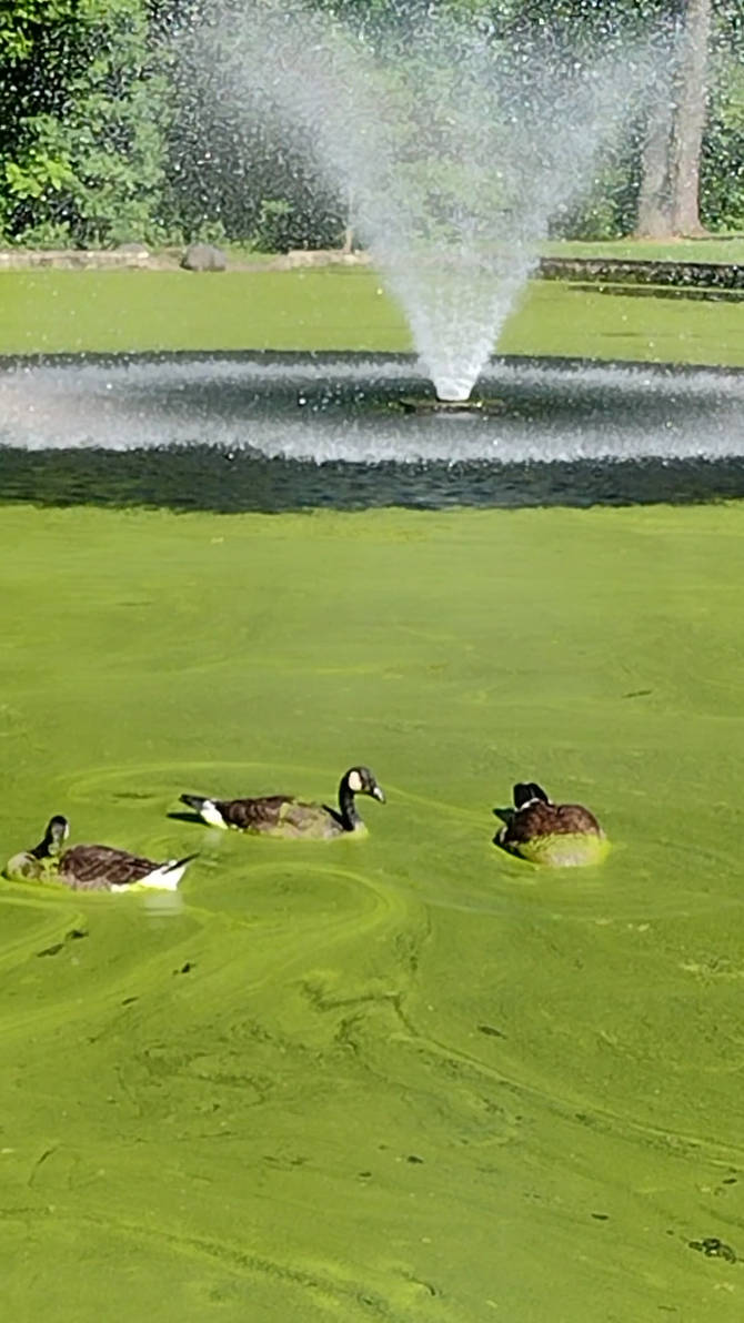 Geese play follow the leader video by David-A-Wagner on DeviantArt