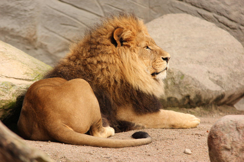 The Lion and the Mouse by saturdaystorytellers on DeviantArt