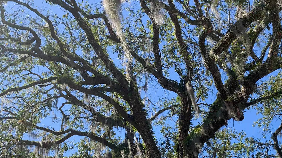 Raven's Nature World - by Moon-Blessed-Angel on DeviantArt