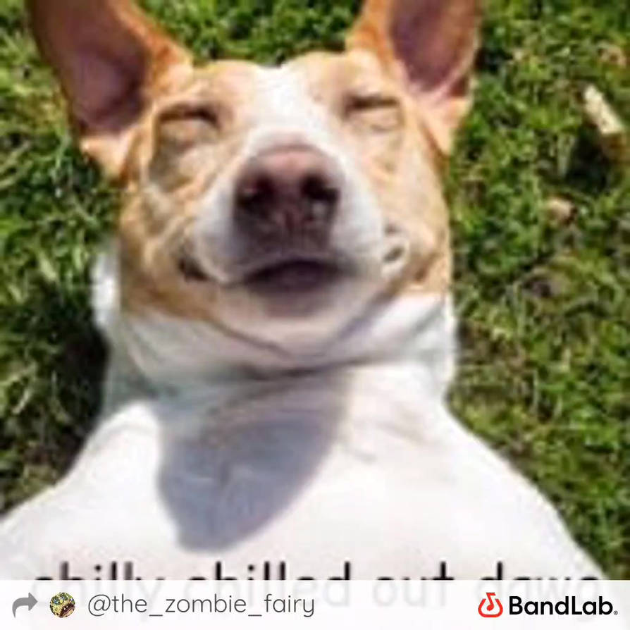 The Zombie Fairy - Chilly Chilled Out Dawg by Thezombiefairy666 on ...