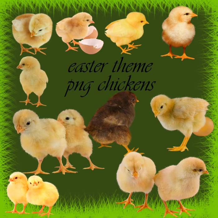 easter theme png chickens by roula33 on DeviantArt
