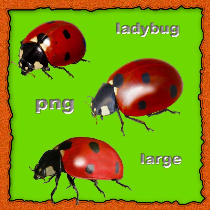 ladybug large by roula33 on DeviantArt