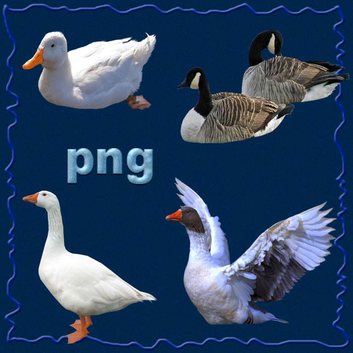 ducks, geese by roula33 on DeviantArt