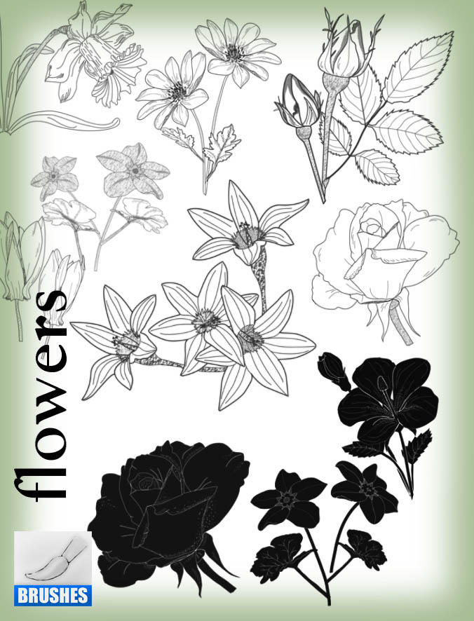 flowers for photoshop by roula33 on DeviantArt