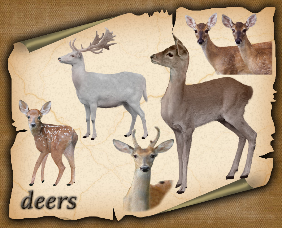 Deers 2 by roula33 on DeviantArt