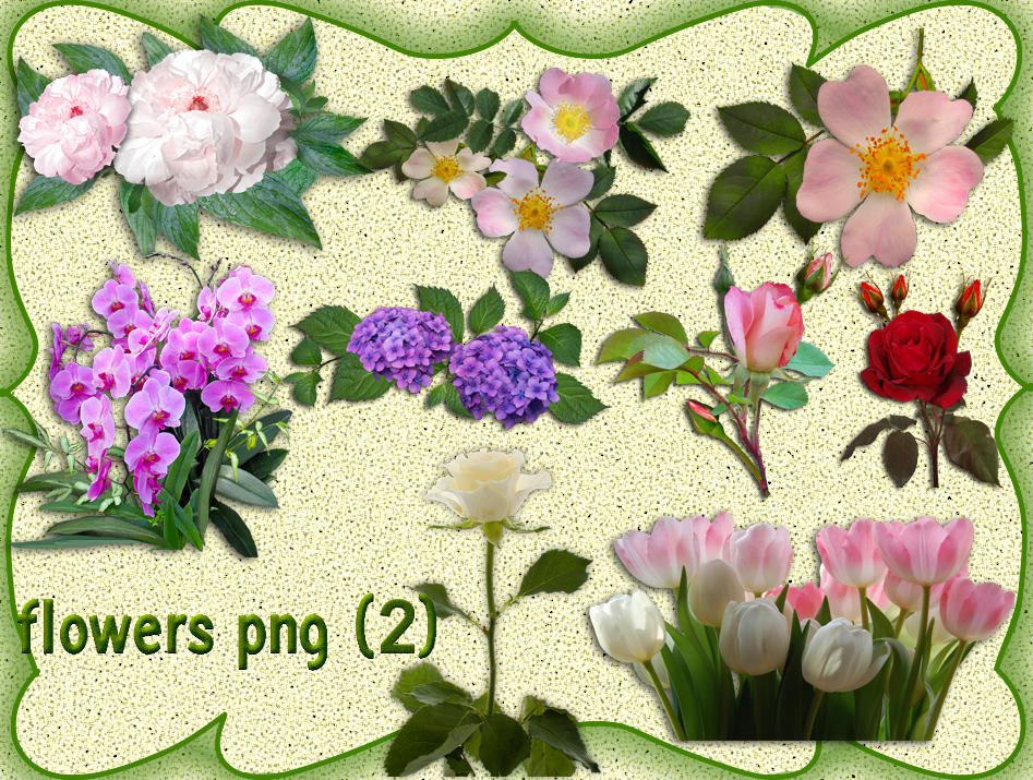 Flowers Png-2 by roula33 on DeviantArt