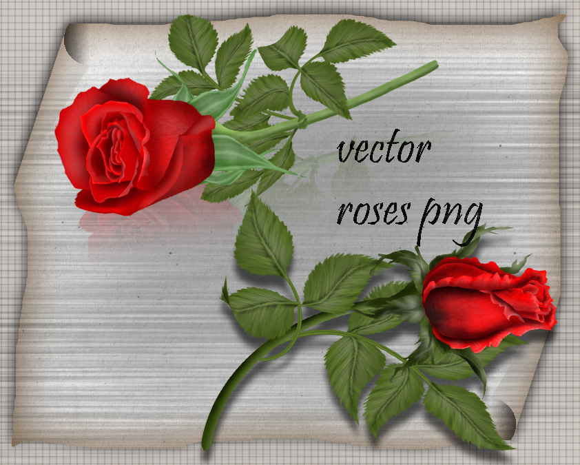 Vector Roses by roula33 on DeviantArt
