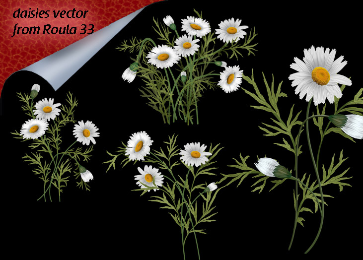 Daisies Vector by roula33 on DeviantArt
