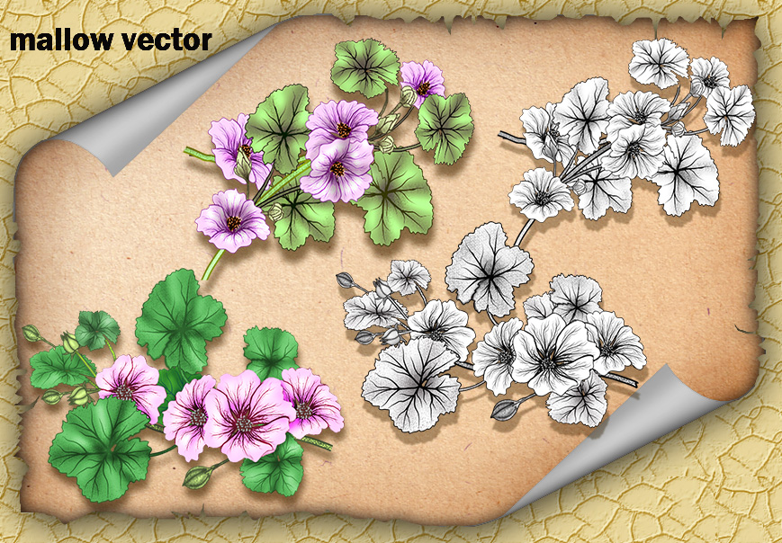 Mallow Vector by roula33 on DeviantArt