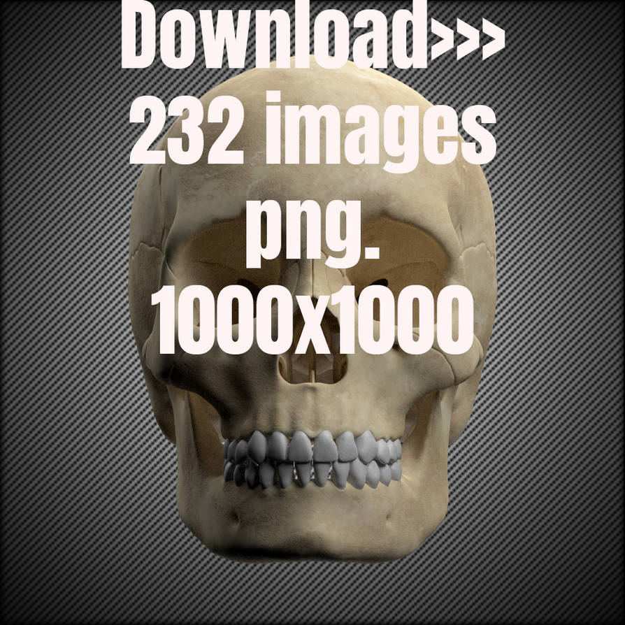 Skull Stock 2 by NiosDark on DeviantArt