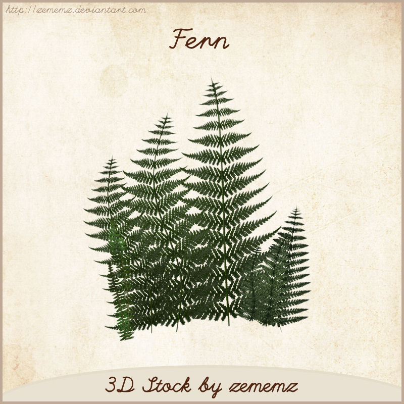 3D Fern by zememz on DeviantArt