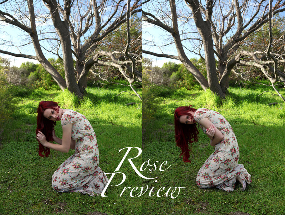 Rose Pack4 by faestock on DeviantArt