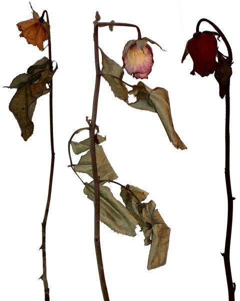 Dead Roses by streetartistnyc on DeviantArt