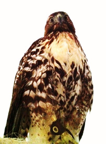 The Heart of Falconry Word by NIGHTFURY18 on DeviantArt