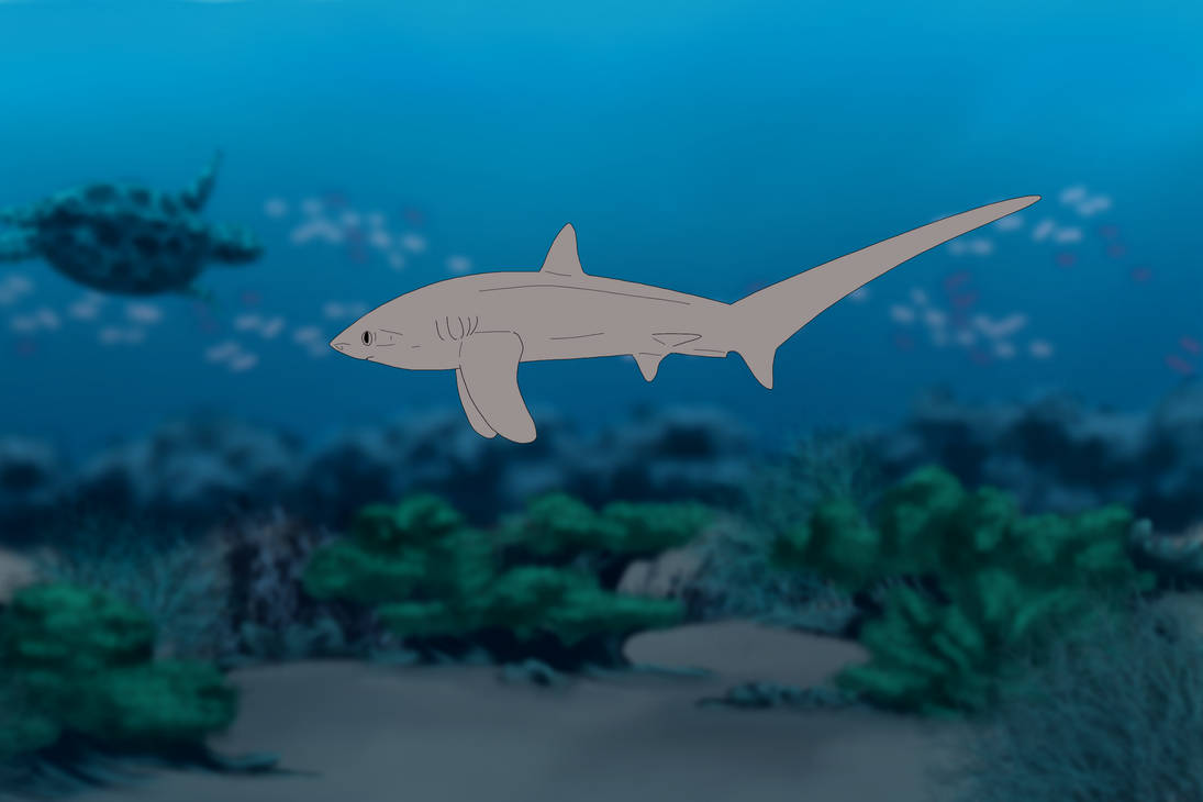 Thresher Shark by PortysPrideRescue on DeviantArt