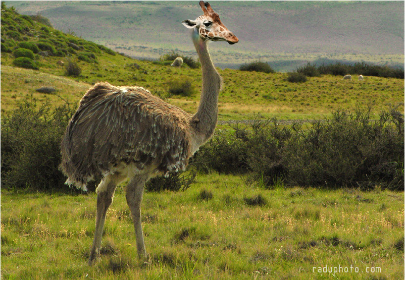 Giraffe - Emu by henrycuevasjimenez on DeviantArt
