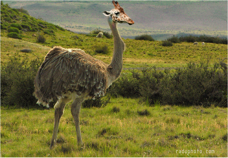 Giraffe - Emu by henrycuevasjimenez on DeviantArt