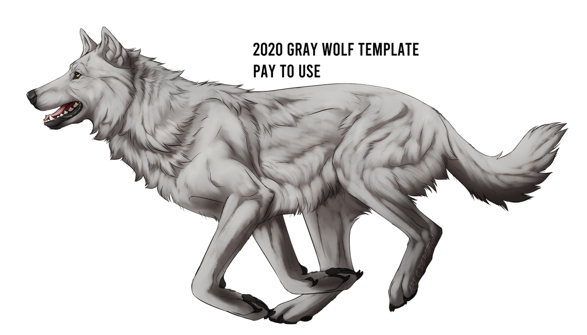 2020 GRAY WOLF [P2U] by dergenn on DeviantArt