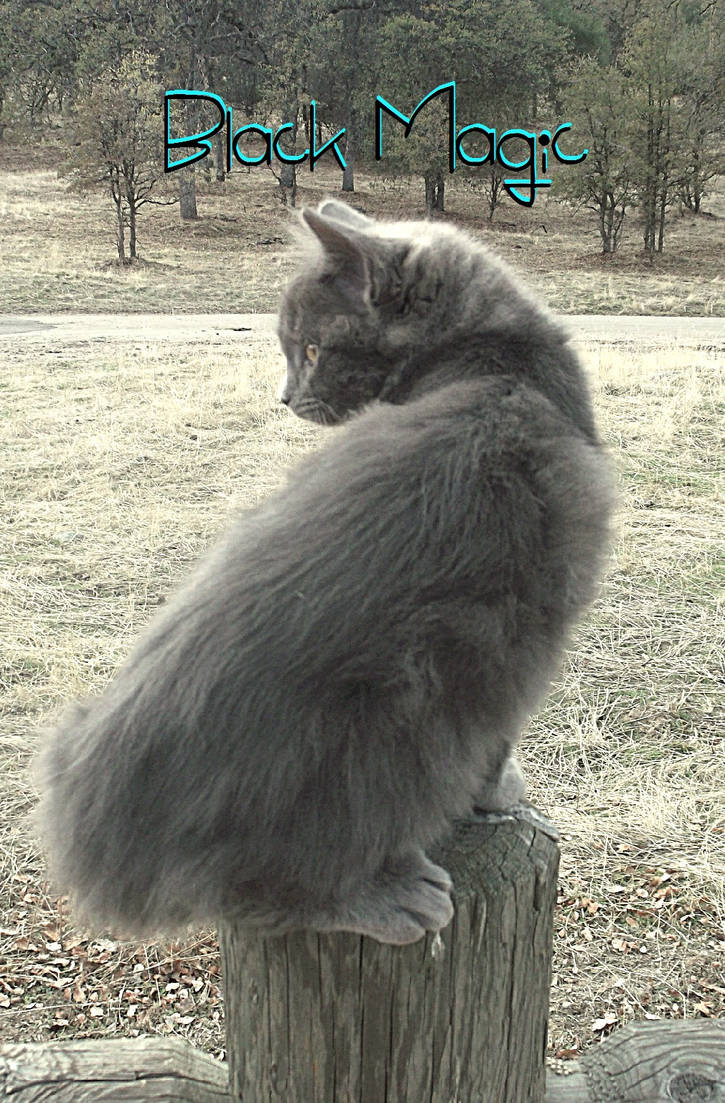 Black Magic 2 by Spirit-of-Zenith on DeviantArt