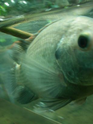 Ex-fish by Daisy-017 on DeviantArt