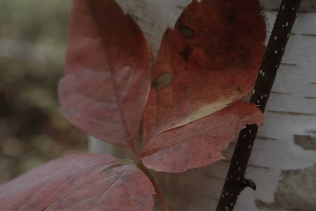 Ruby Leaf by orion52898 on DeviantArt