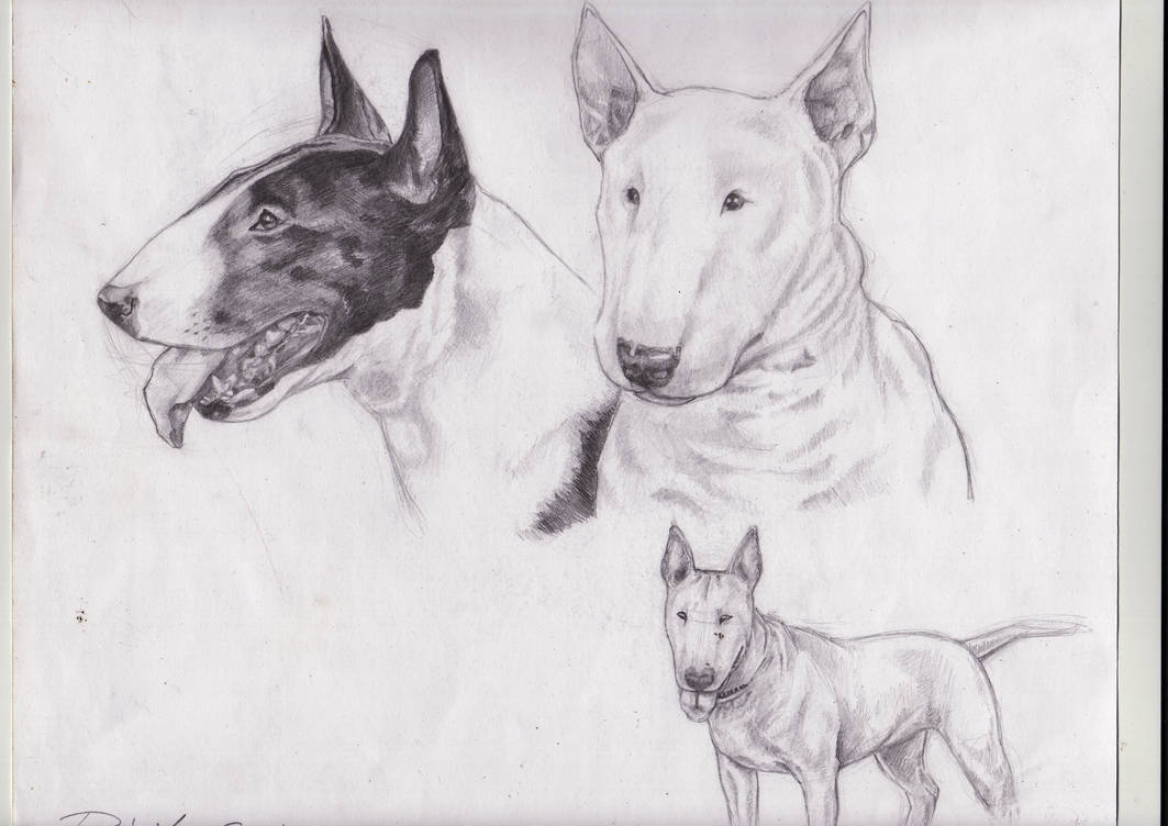 Bull terriers by MadCat45 on DeviantArt