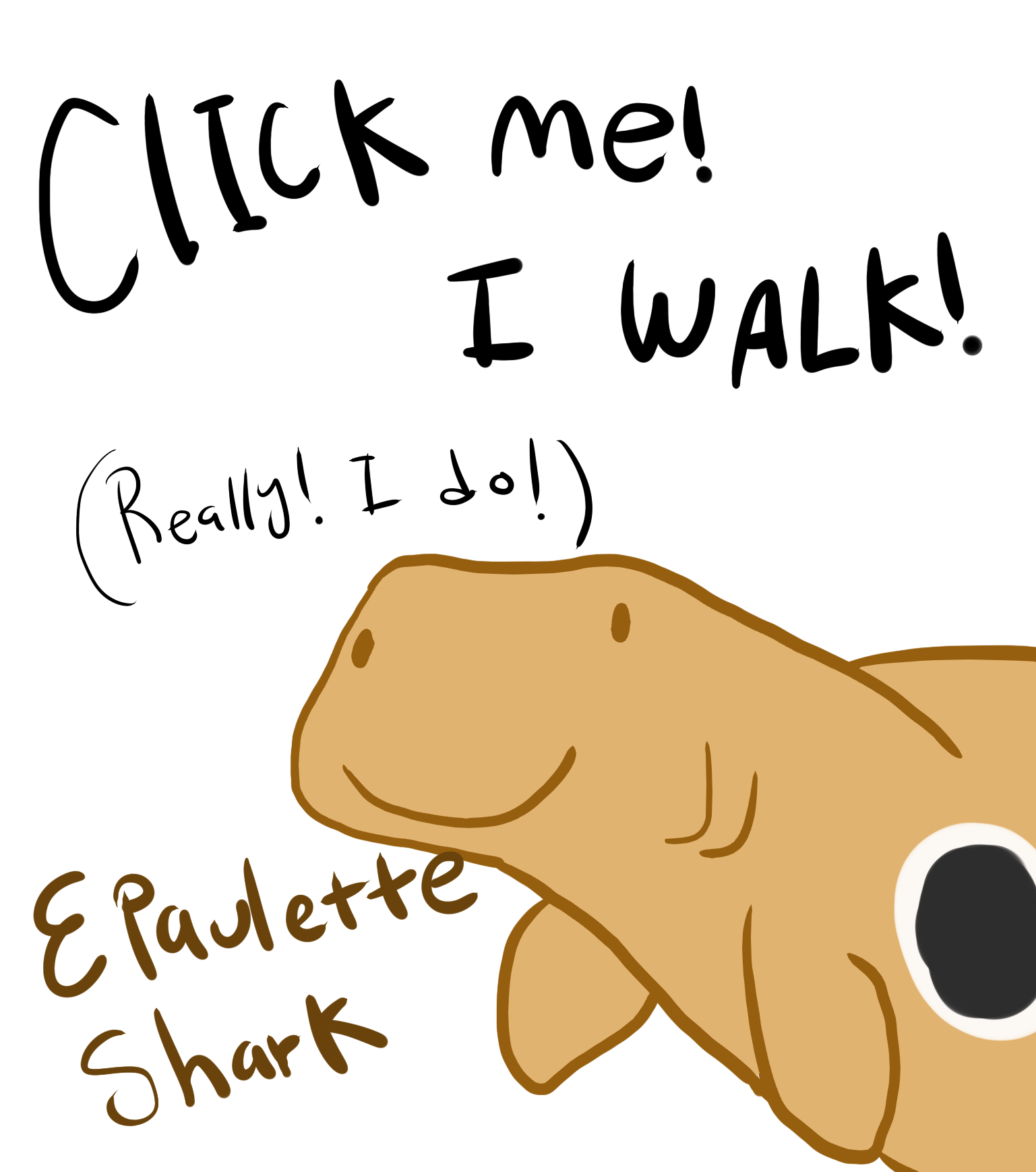 Shark Jam 2013- #3 Epaulette Shark Walk Cycle by nekonotaishou on ...