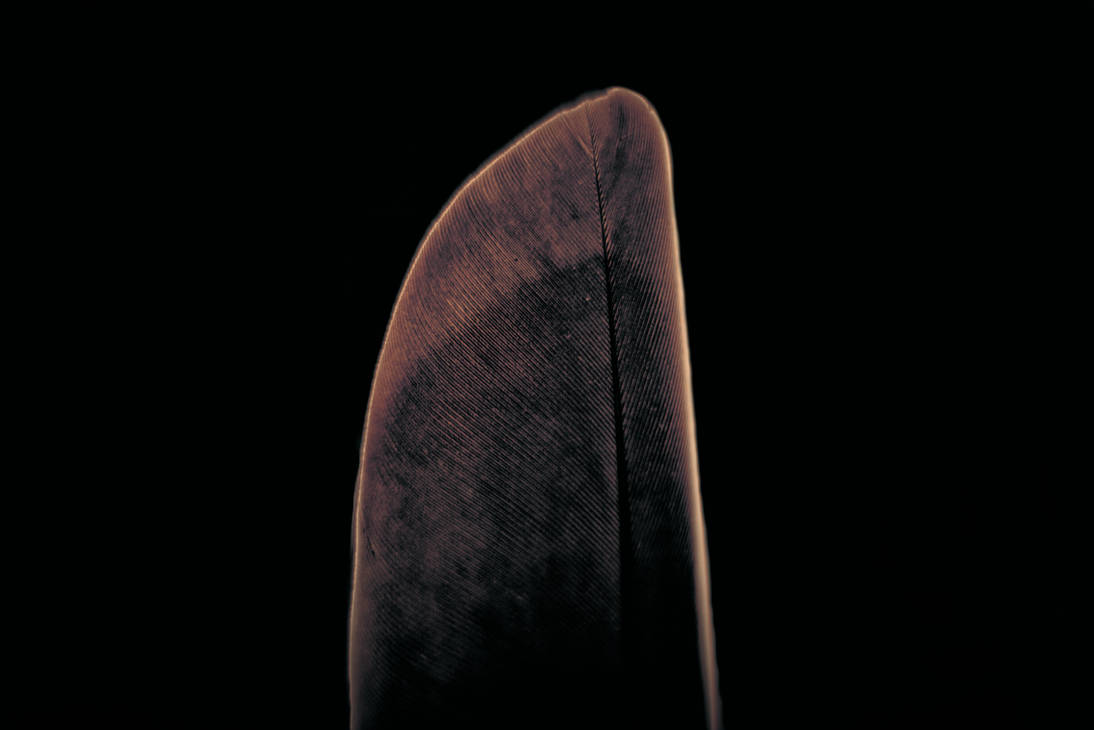 Feather by WorldII on DeviantArt