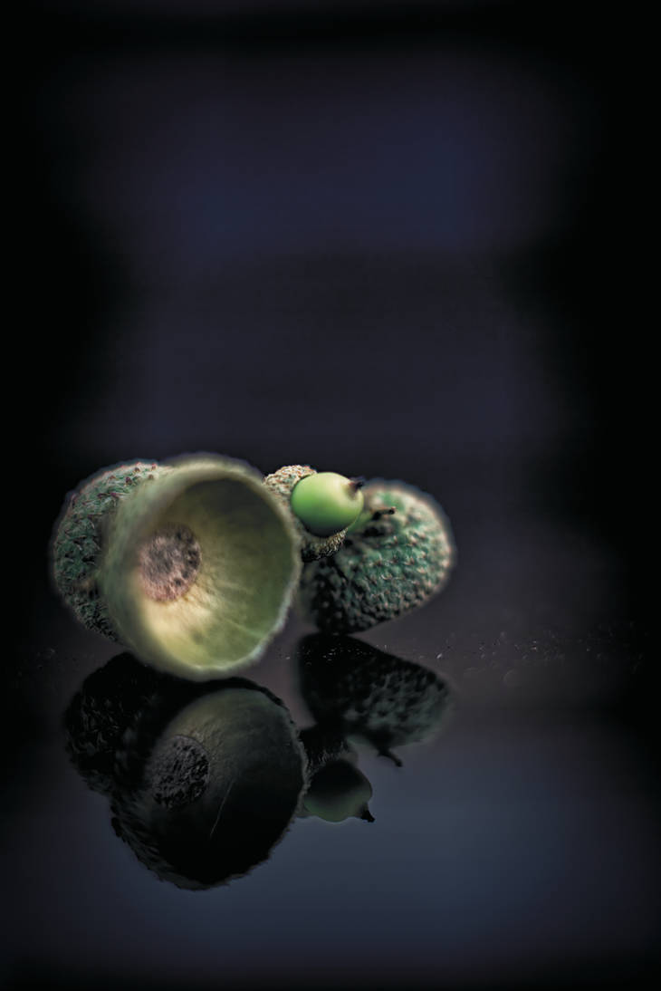 Acorns by WorldII on DeviantArt