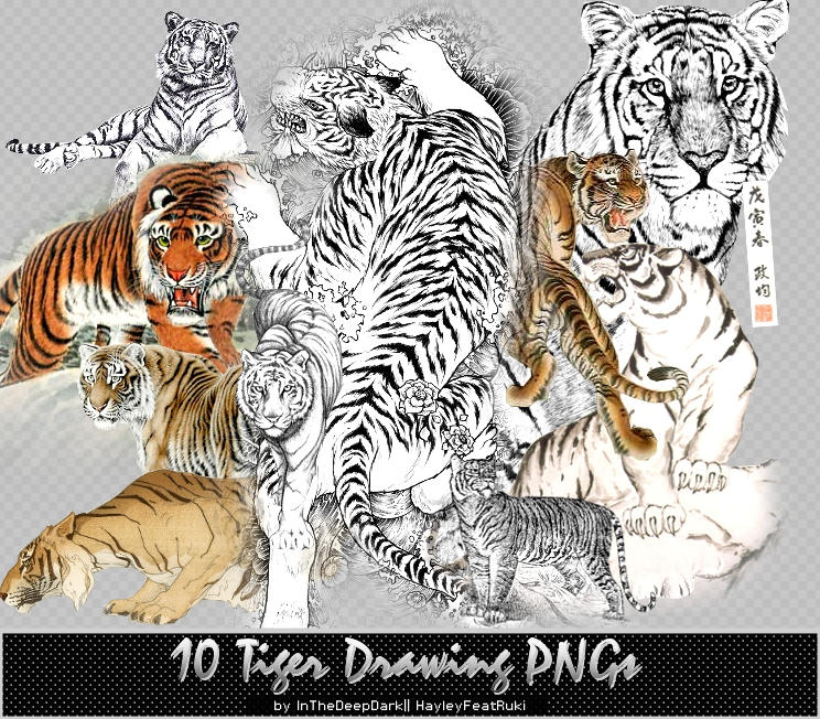 10 Tiger Drawing PNGs by InTheDeepDark on DeviantArt