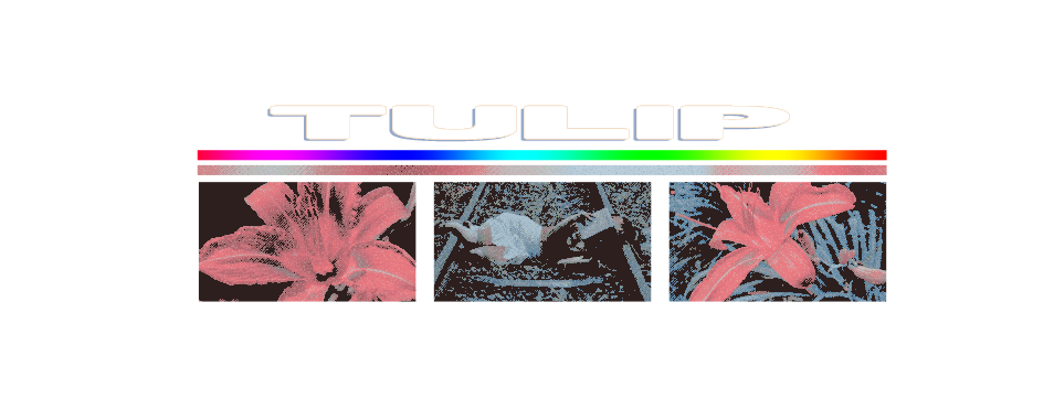 tulip by vendettapsds by vendettapsds on DeviantArt